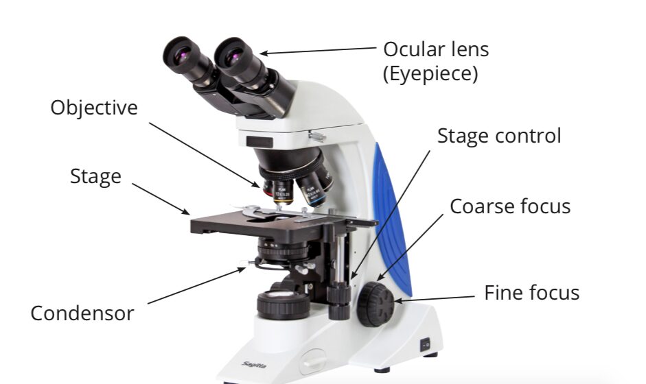 Using a Microscope - Living Ground Courses